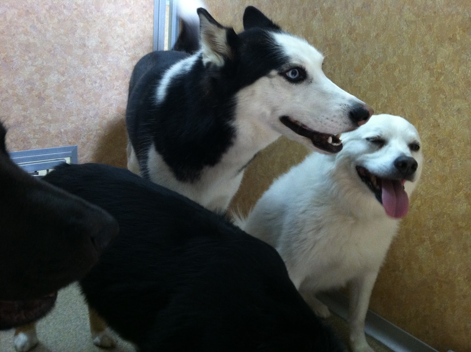 The Dog Blog: Break Time!